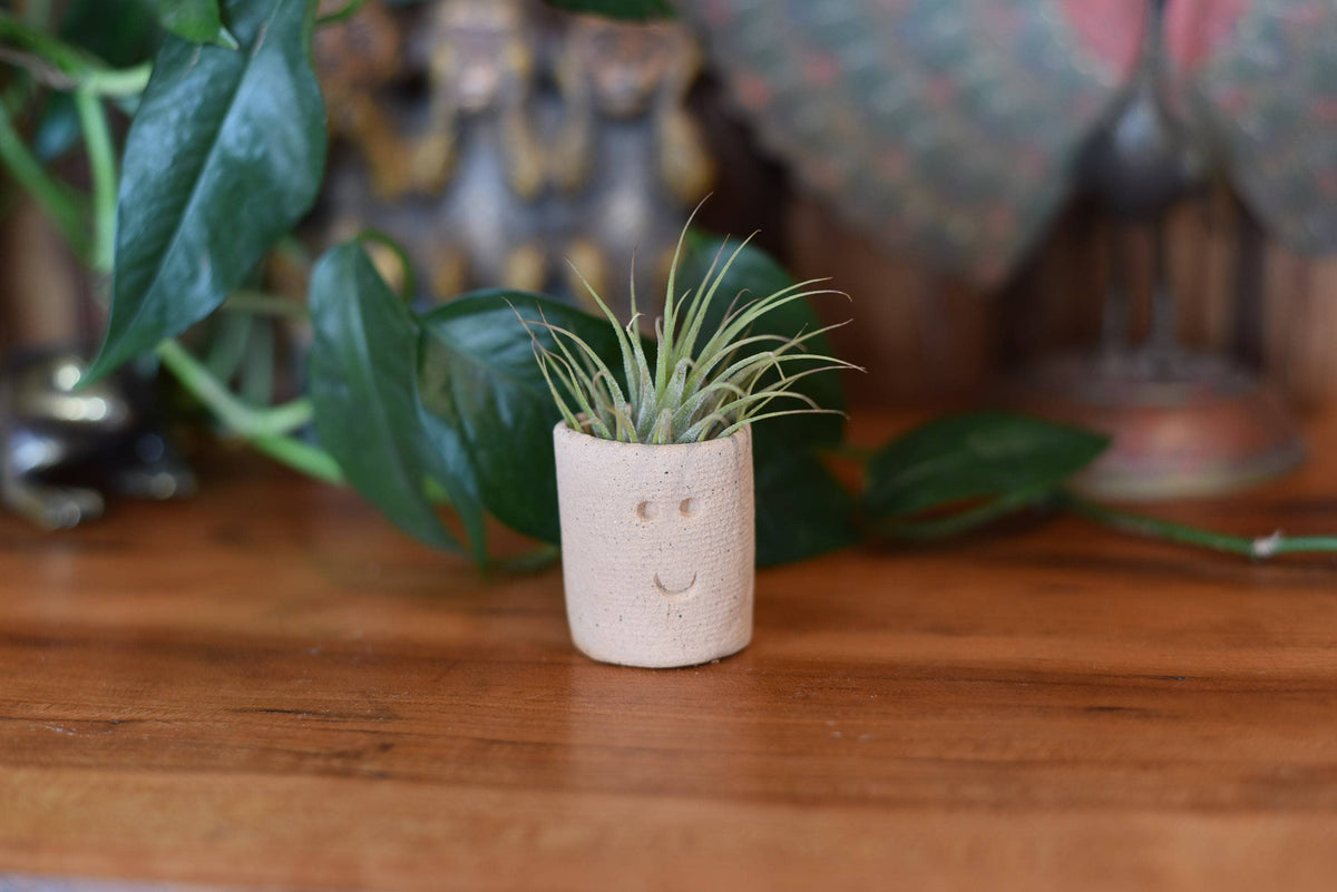 Mud & Maker - Air Plant Little Buddies – The Mash Pit